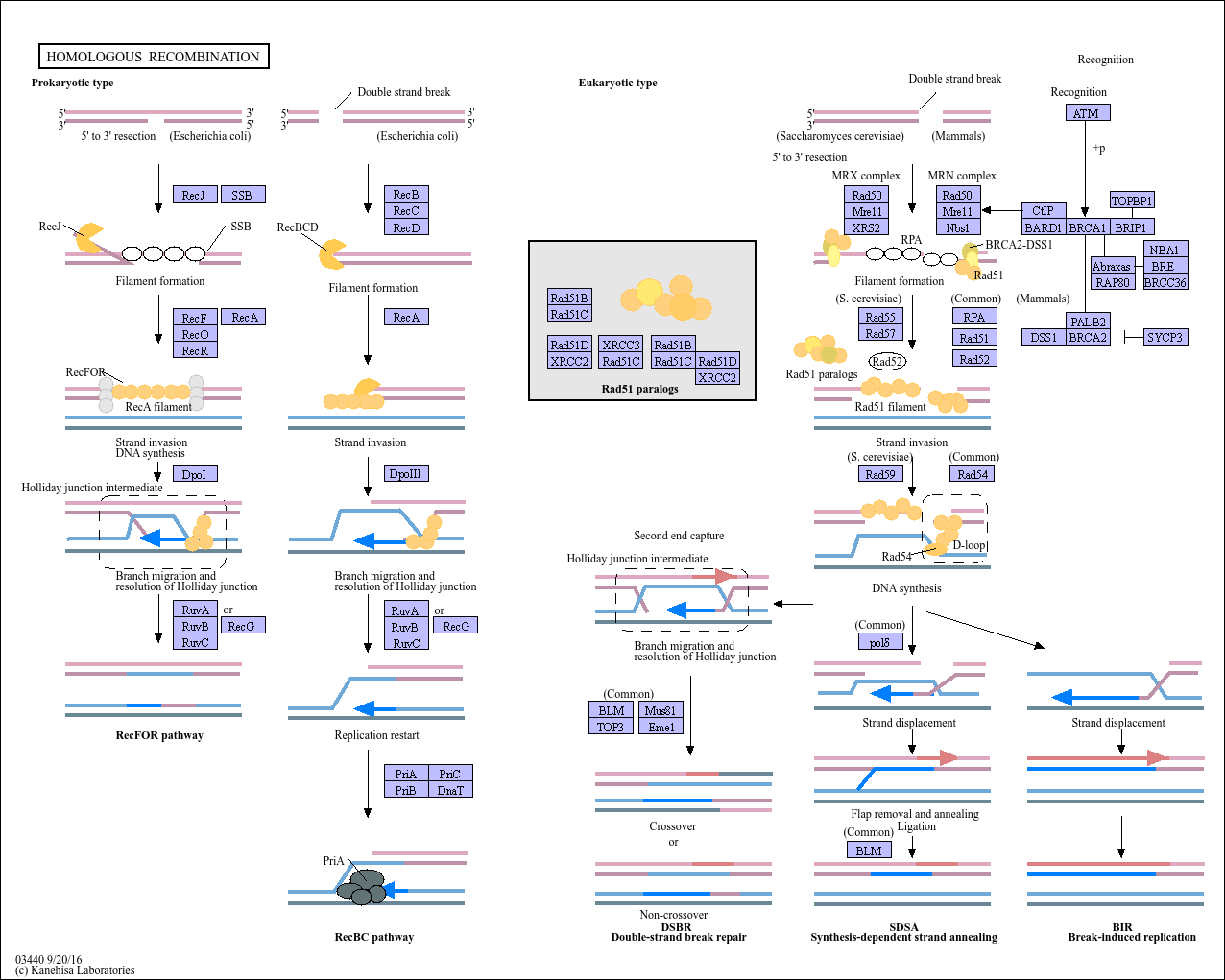 Homologous recombination Homologous recombination