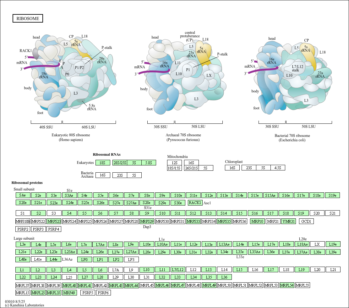 Kegg Pathway Ribosome Cryptococcus Neoformans Var Grubii H99