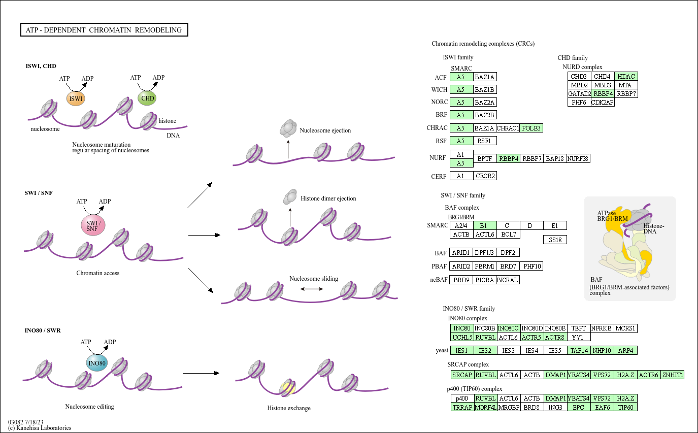 Kegg Pathway Atp Dependent Chromatin Remodeling Candida Tropicalis