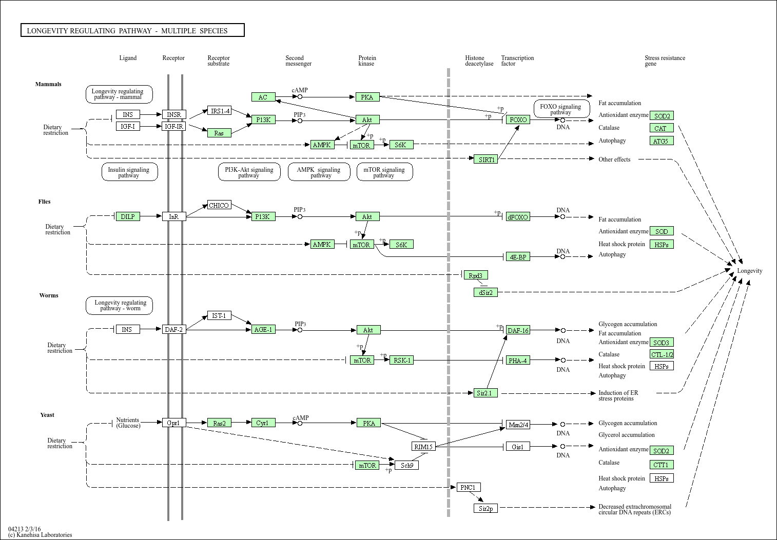 KEGG PATHWAY: Longevity regulating pathway - multiple species ...