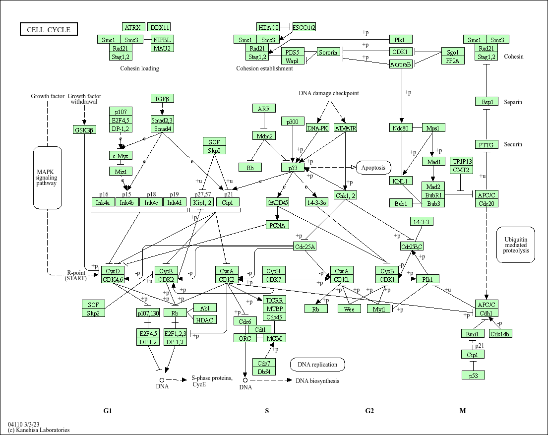 Kegg Pathway T Cell Receptor Signaling Pathway Homo Sapiens Human ... Kegg Pathway T Cell Receptor Signaling Pathway Homo Sapiens Human ...