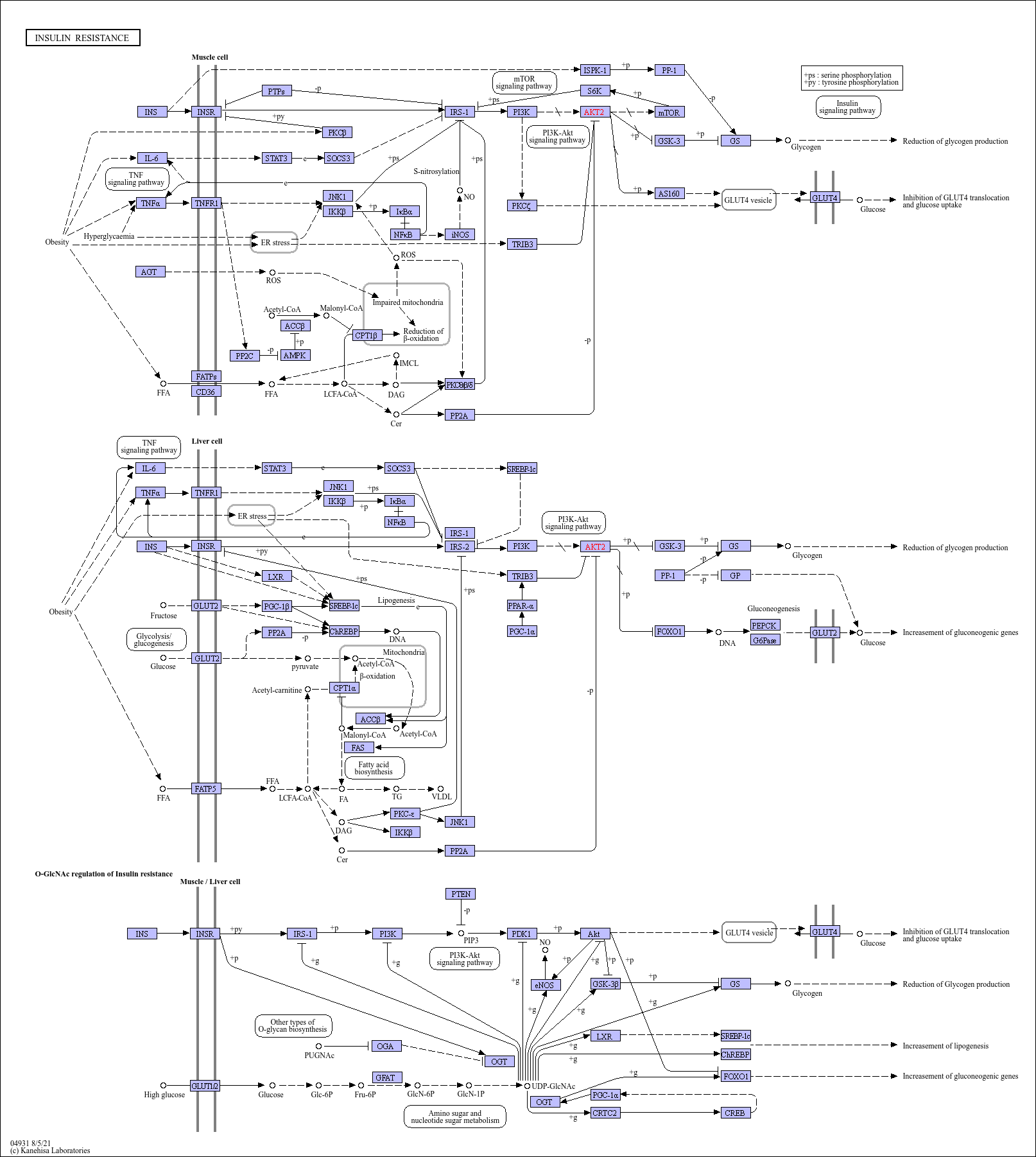 KEGG PATHWAY: Insulin resistance