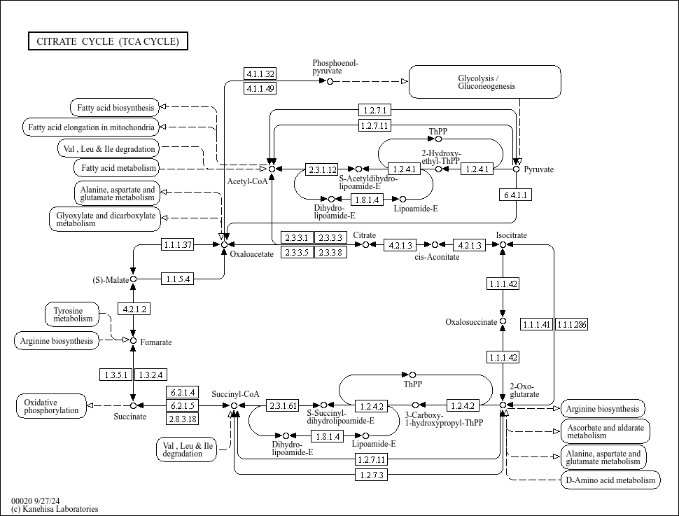 KEGG PATHWAY: Citrate cycle (TCA cycle) - Reference pathway KEGG PATHWAY: Citrate cycle (TCA cycle) - Reference pathway