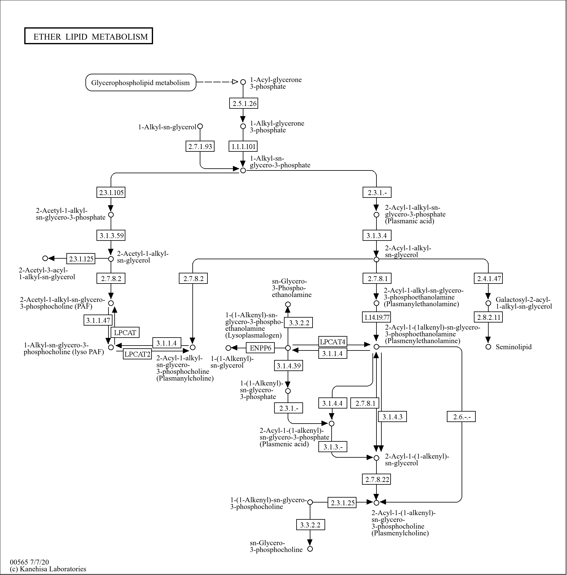 KEGG PATHWAY: Ether lipid metabolism - Reference pathway KEGG PATHWAY: Ether lipid metabolism - Reference pathway