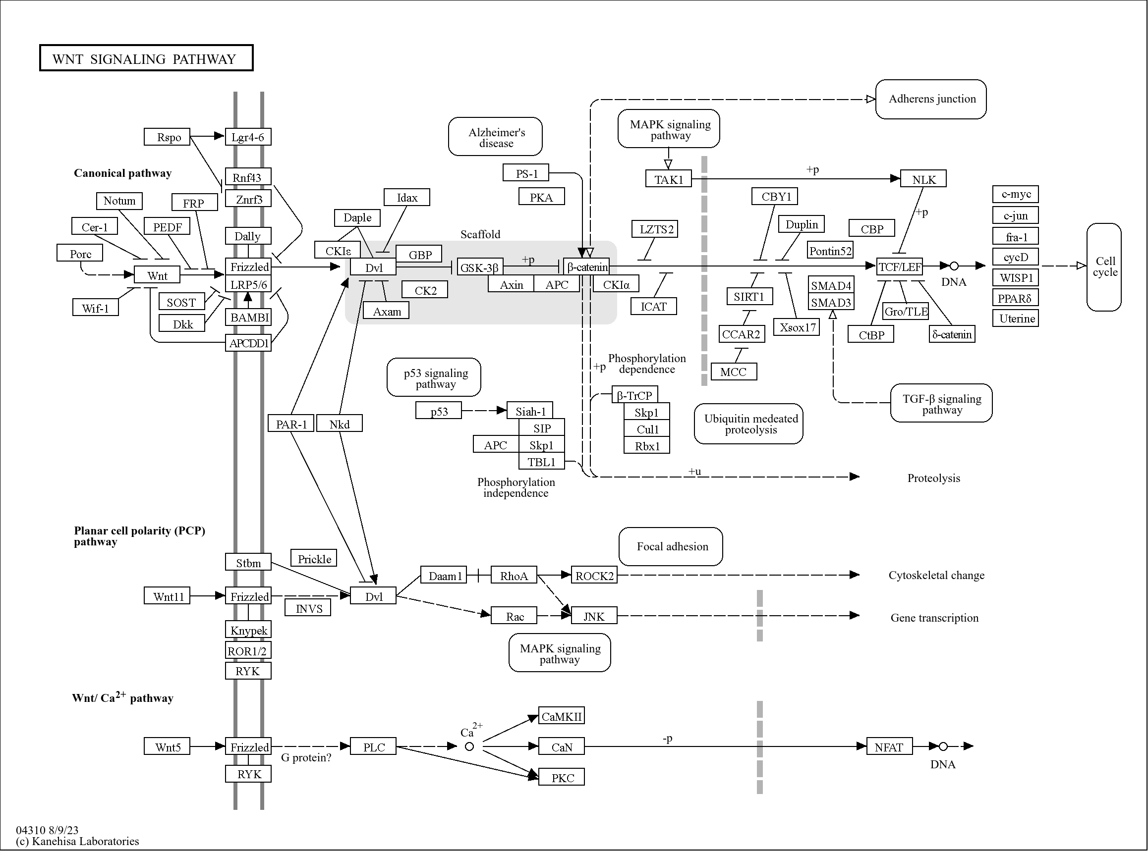 KEGG PATHWAY Wnt Signaling Pathway Reference Pathway kegg-pathway-wnt-signaling-pathway-reference-pathway