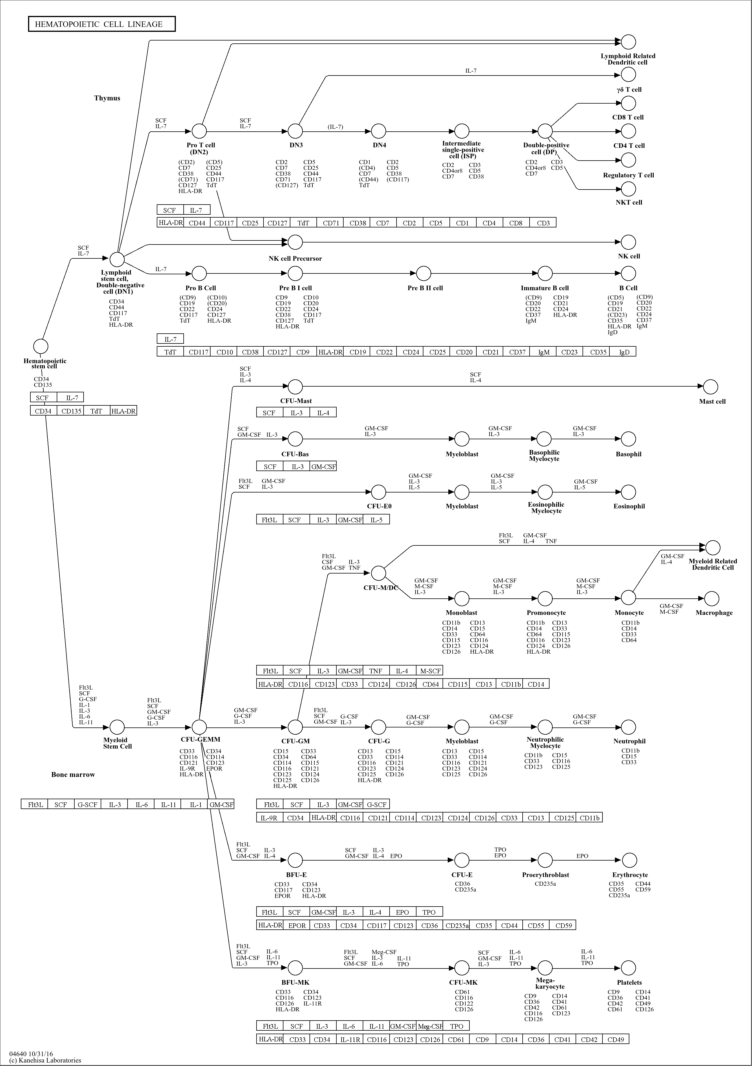 KEGG PATHWAY: Hematopoietic cell lineage - Reference pathway