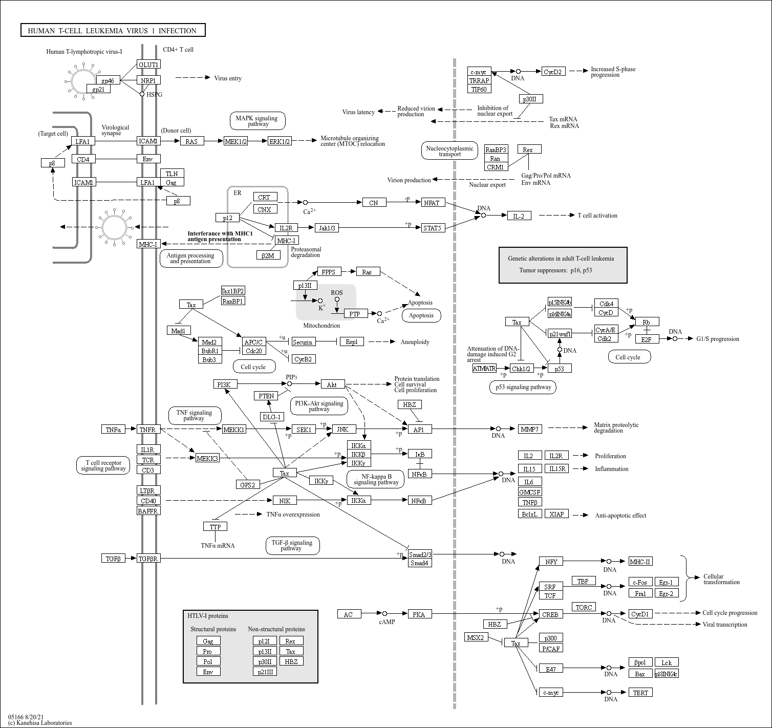 KEGG PATHWAY: Human T-cell leukemia virus 1 infection - Reference pathway