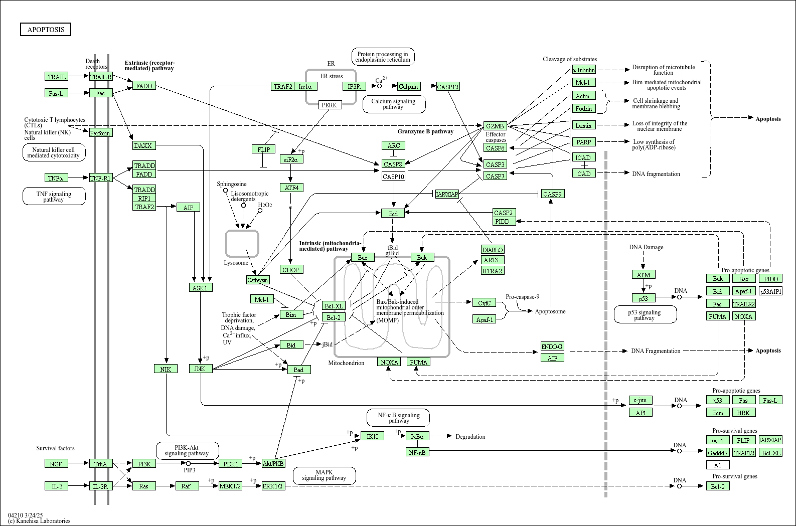 KEGG PATHWAY: Apoptosis - Mus pahari (shrew mouse)