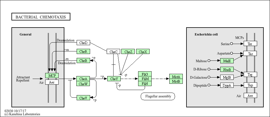 KEGG PATHWAY: Bacterial chemotaxis - Photobacterium damselae subsp ...