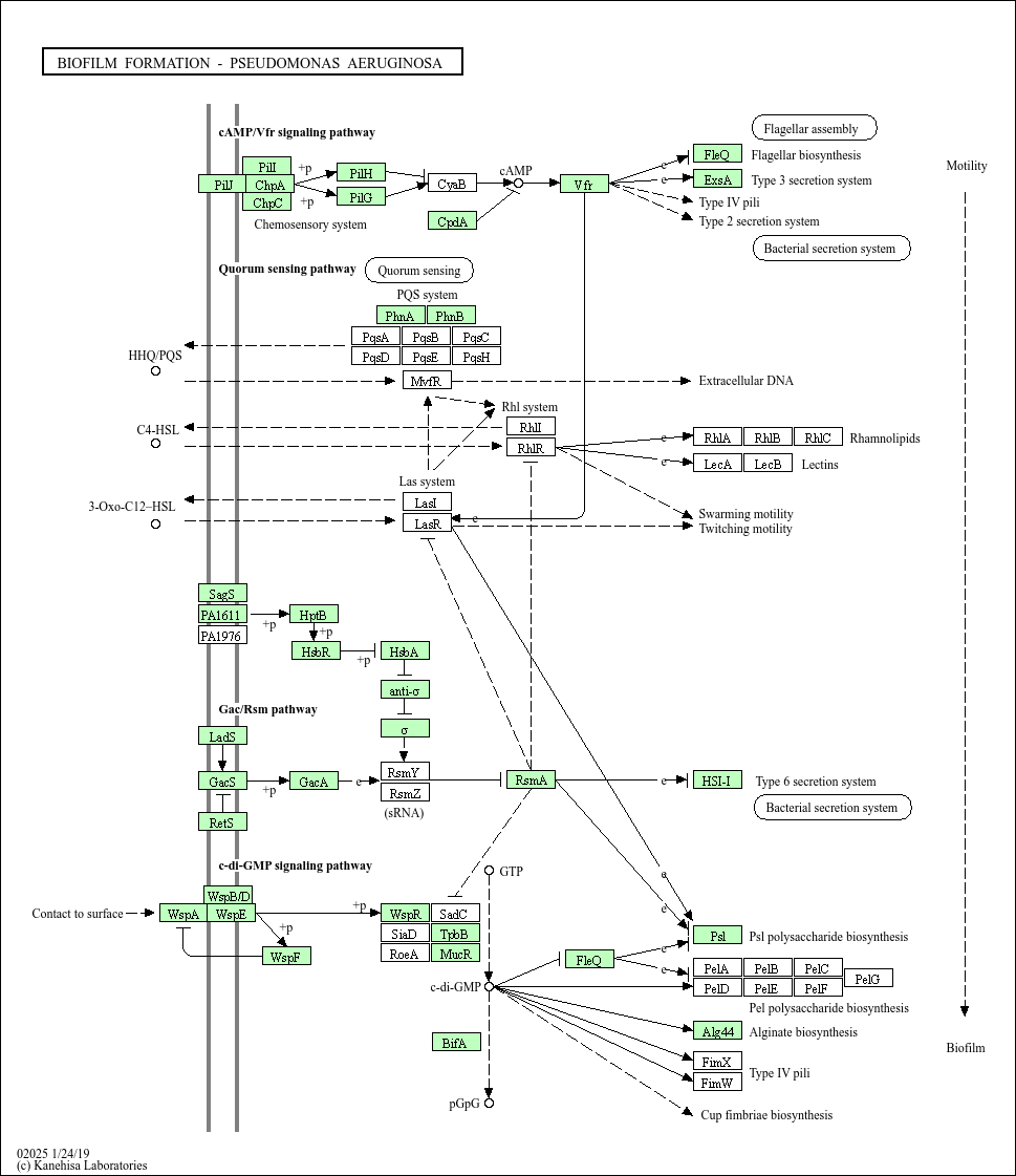 KEGG PATHWAY: Biofilm formation - Pseudomonas aeruginosa - Pseudomonas ...