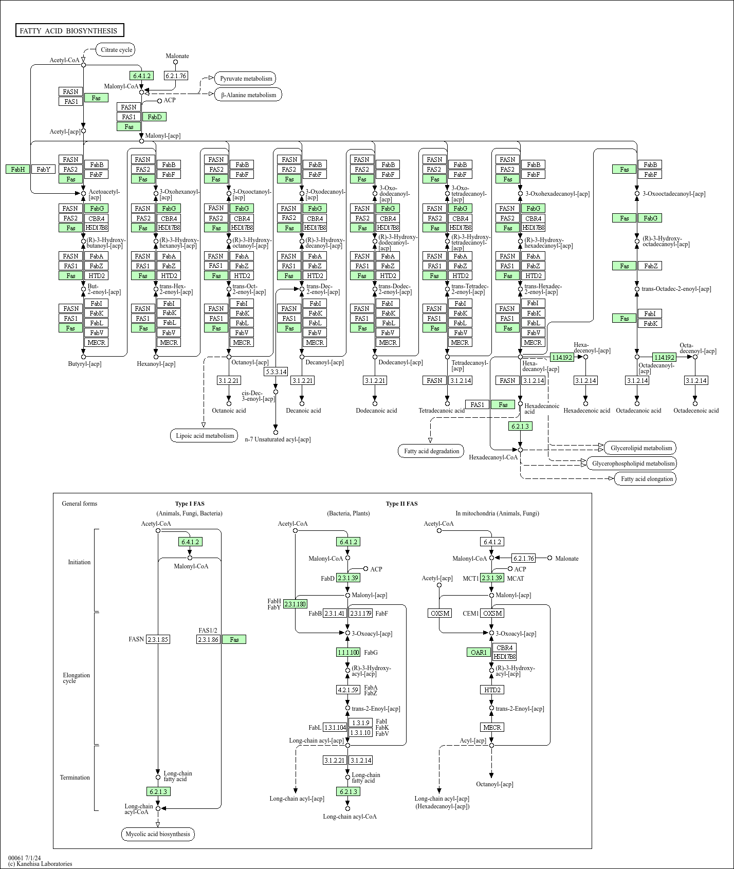 KEGG PATHWAY: Fatty acid biosynthesis - Rhodococcus jostii