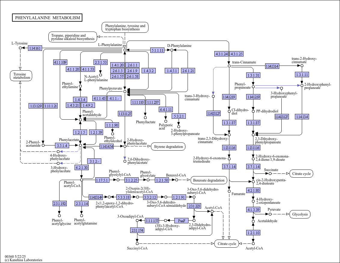 KEGG PATHWAY Phenylalanine Metabolism