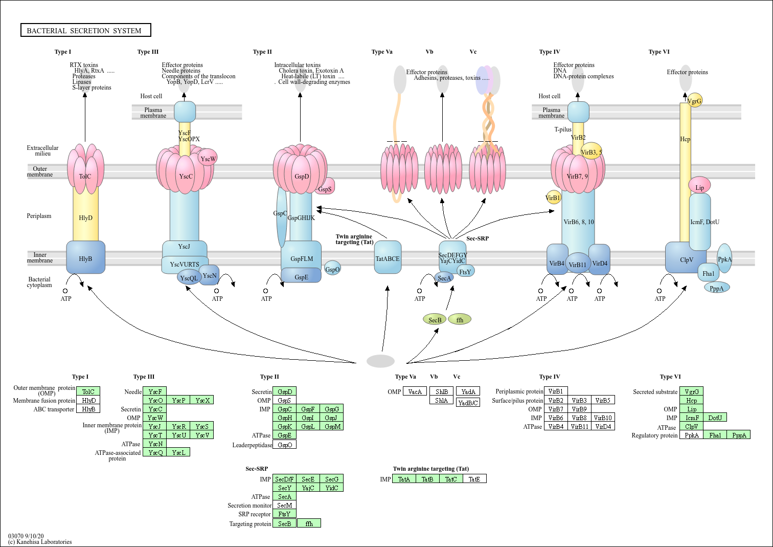 KEGG PATHWAY: Bacterial secretion system - Vibrio parahaemolyticus RIMD ...